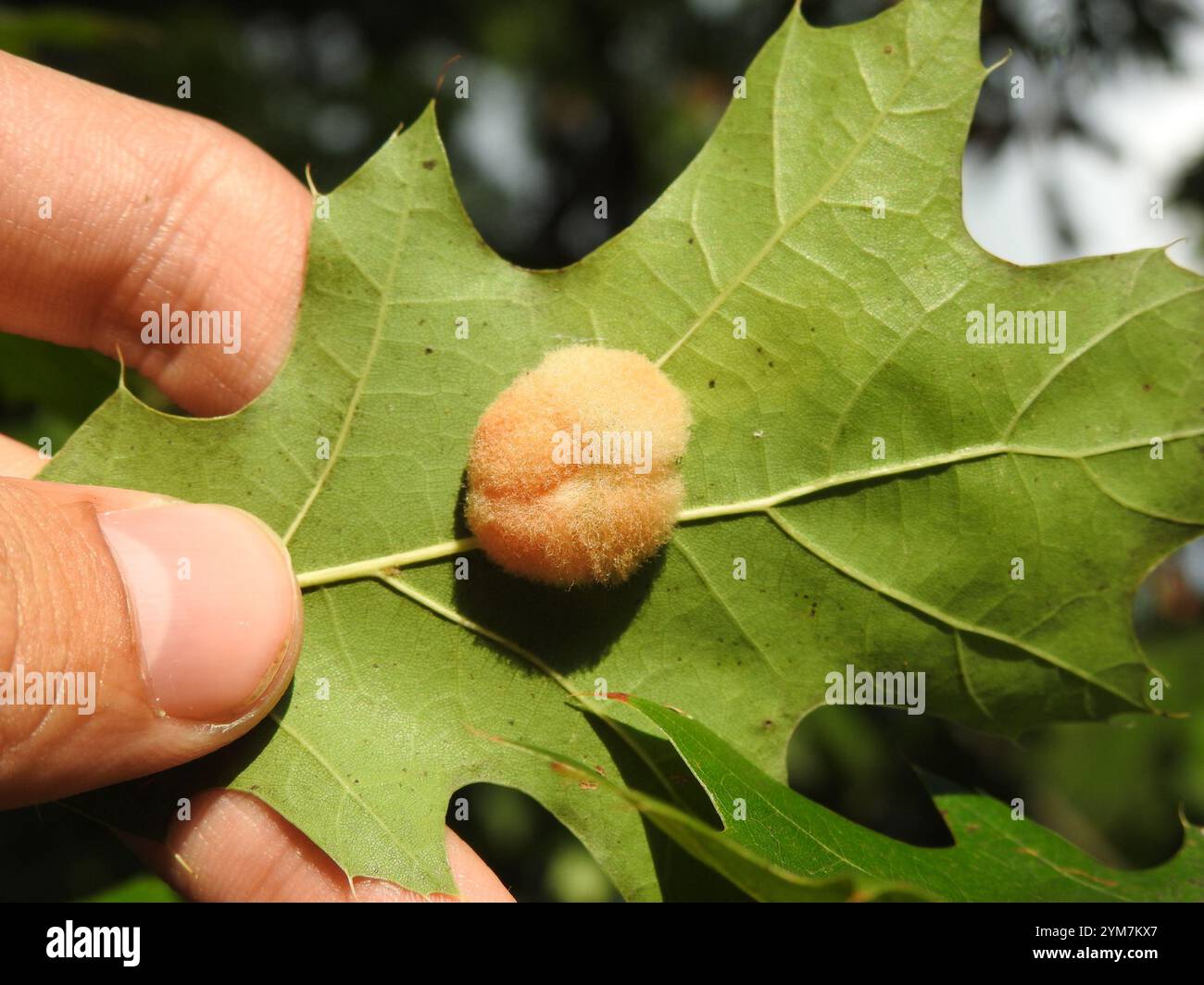 Woolly Oak Gall Wasp (Callirhytis lanata Stock Photo - Alamy