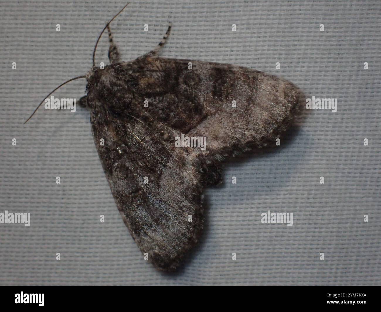 Brother Moth (Raphia frater Stock Photo - Alamy