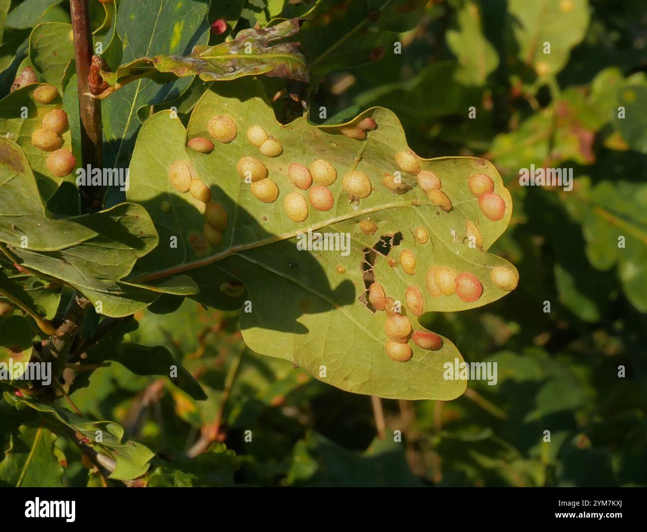 Common Spangle Gall Wasp (Neuroterus quercusbaccarum Stock Photo - Alamy