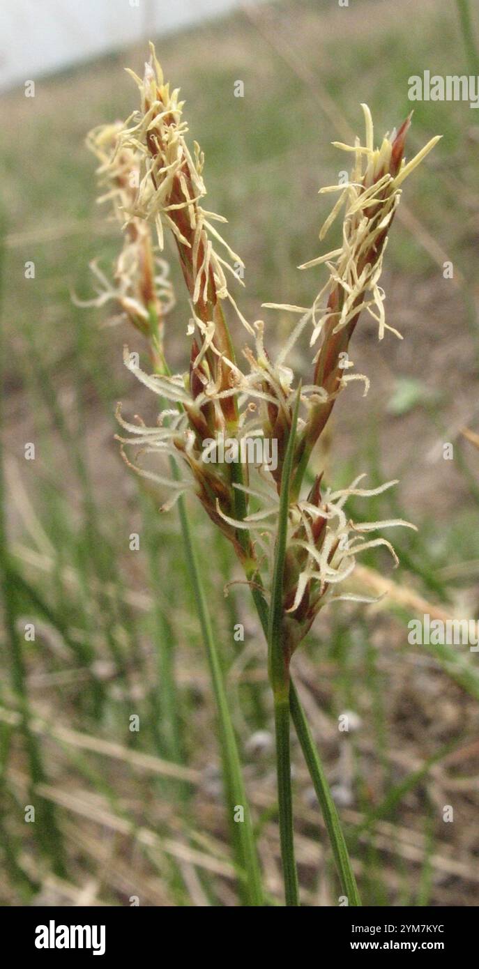 Carex supina hi-res stock photography and images - Alamy