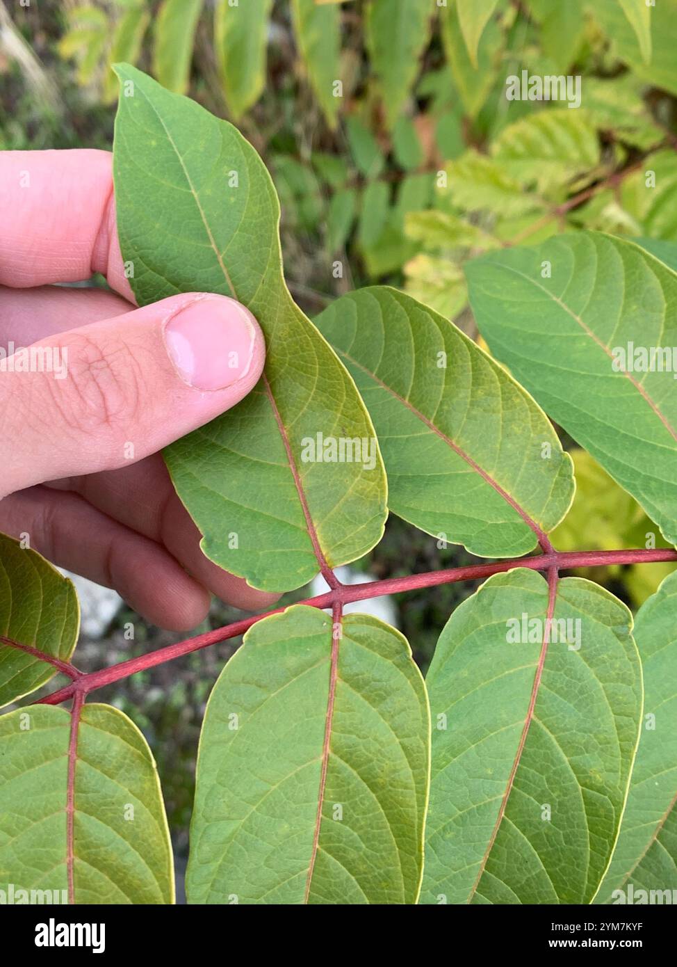 tree-of-heaven (Ailanthus altissima Stock Photo - Alamy