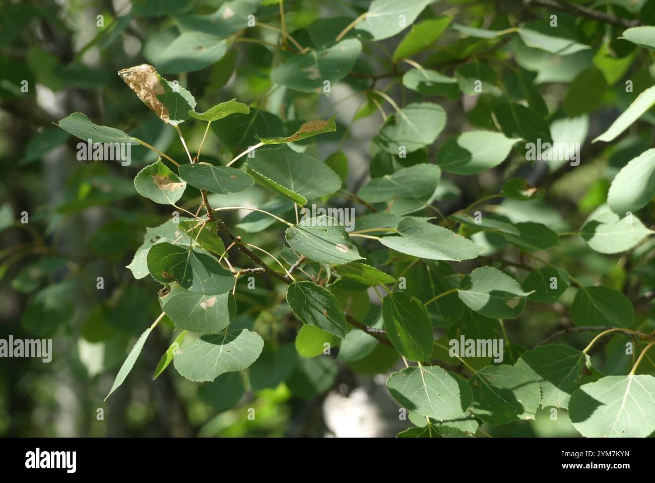 trembling aspen (Populus tremuloides Stock Photo - Alamy
