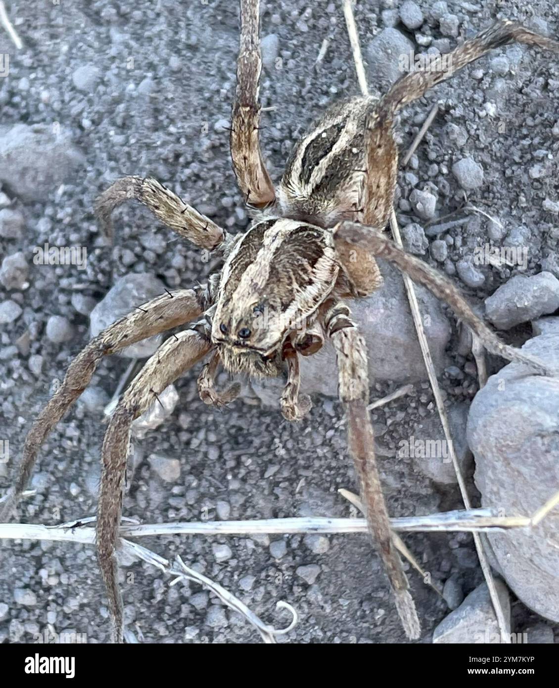 McCook's Split Wolf Spider (Schizocosa mccooki Stock Photo - Alamy
