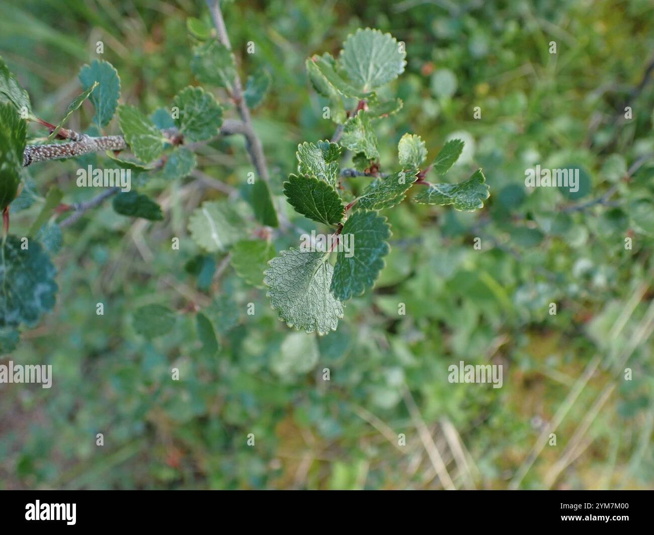 dwarf resin birch (Betula glandulosa Stock Photo - Alamy