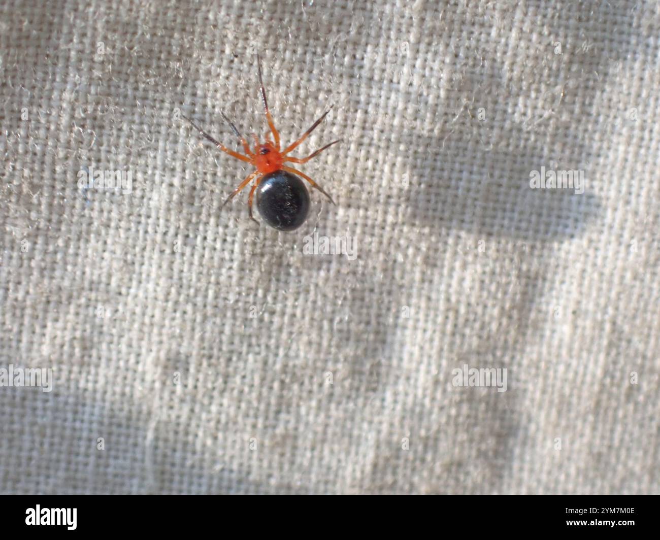 Linyphiidae sheetweb weavers hi-res stock photography and images - Alamy