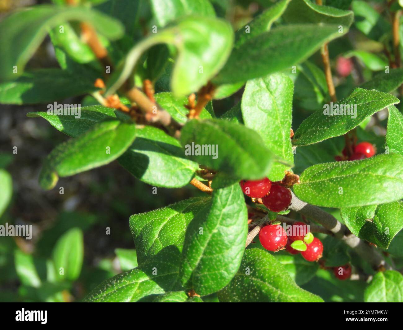 Canadian buffalo-berry (Shepherdia canadensis Stock Photo - Alamy
