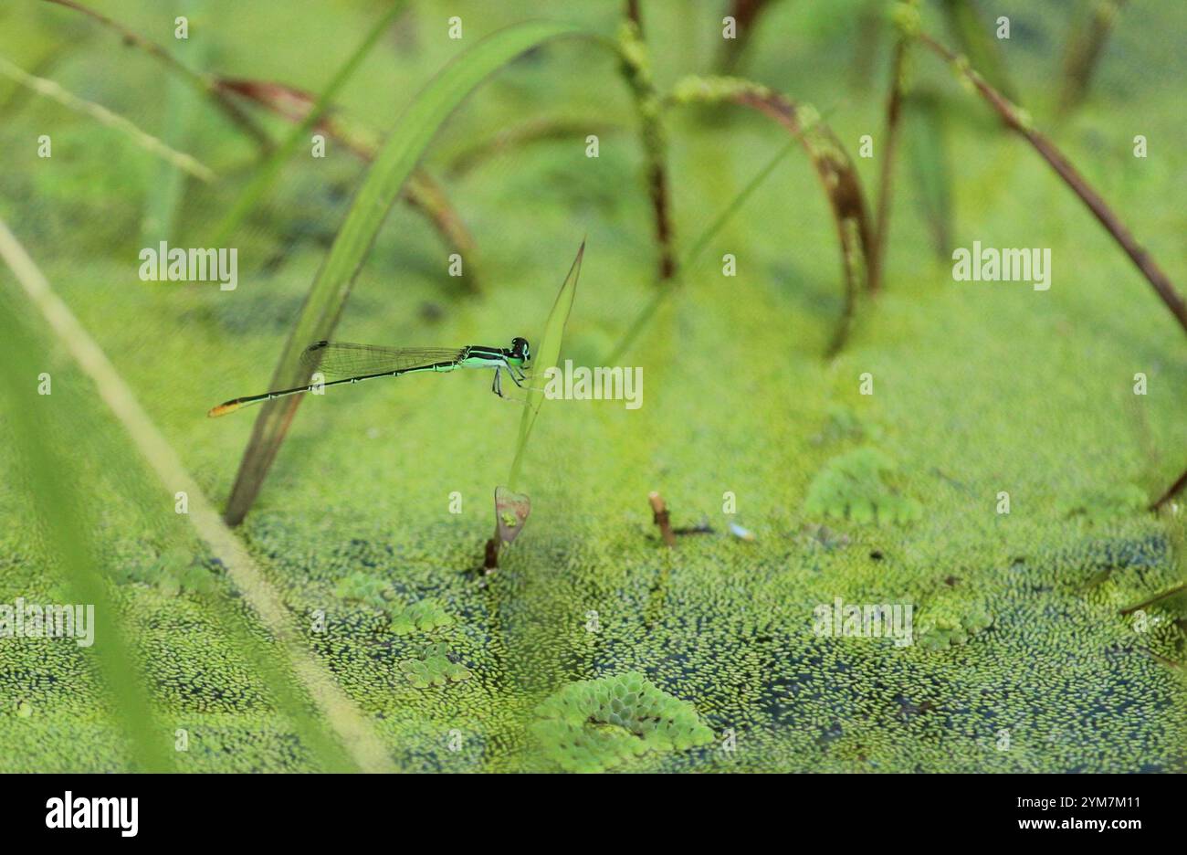 Agriocnemis pygmaea hi-res stock photography and images - Alamy