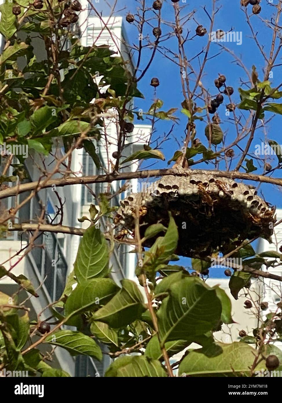 Apache Paper Wasp (Polistes apachus Stock Photo - Alamy