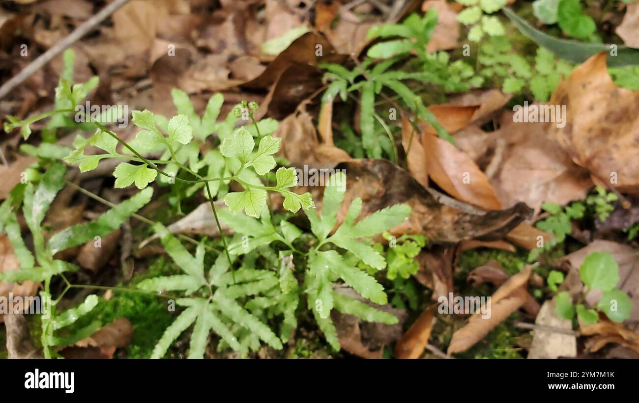 Japanese climbing fern (Lygodium japonicum Stock Photo - Alamy