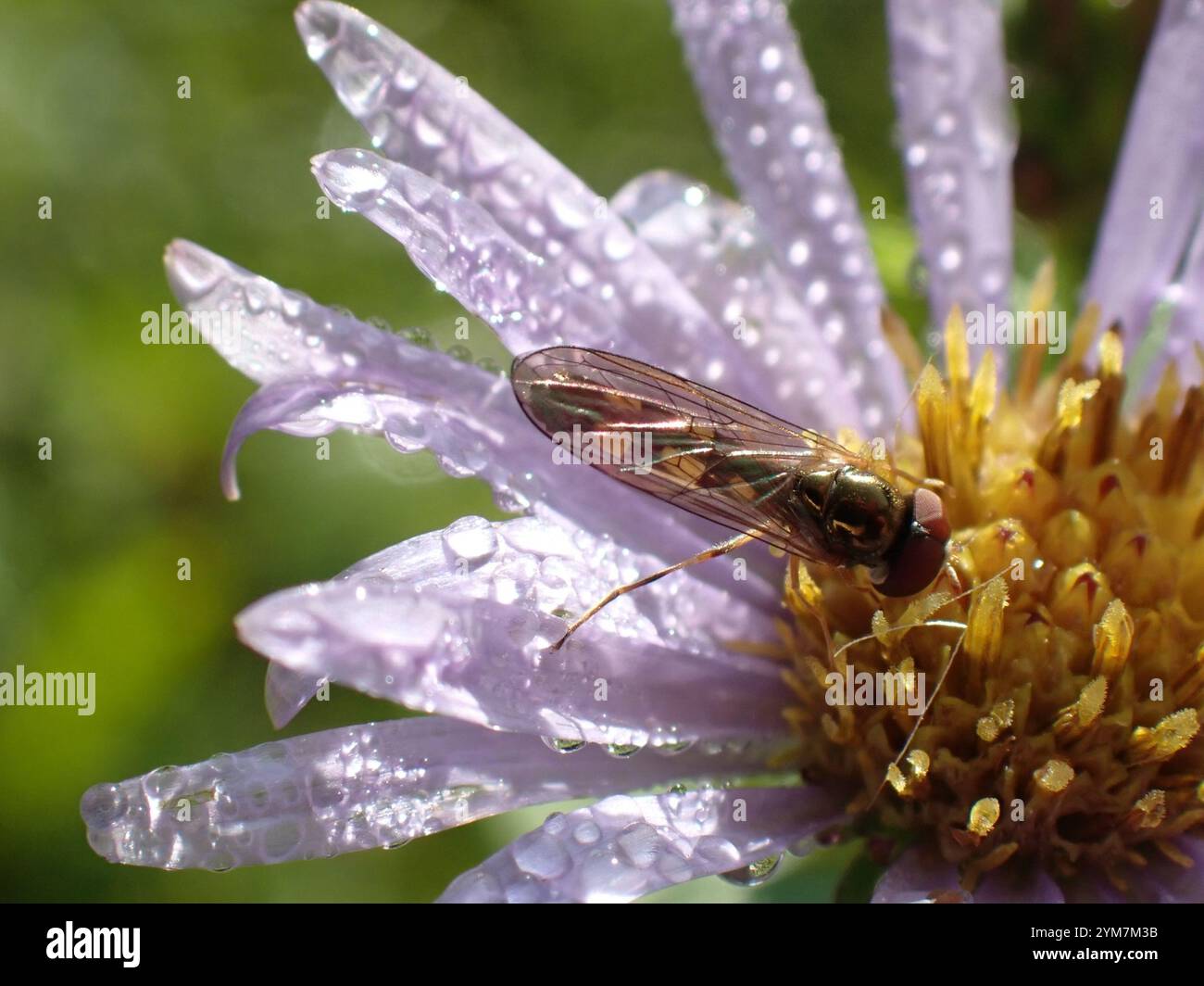 Variable Duskyface Fly (Melanostoma mellinum Stock Photo - Alamy