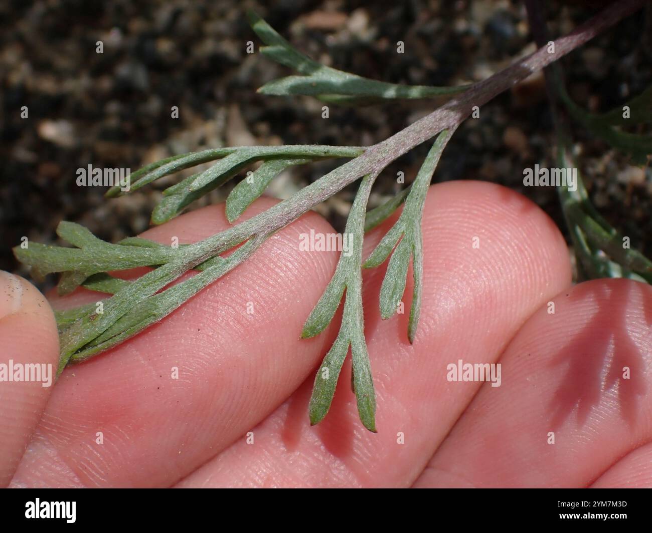 Field Sagewort (Artemisia campestris Stock Photo - Alamy