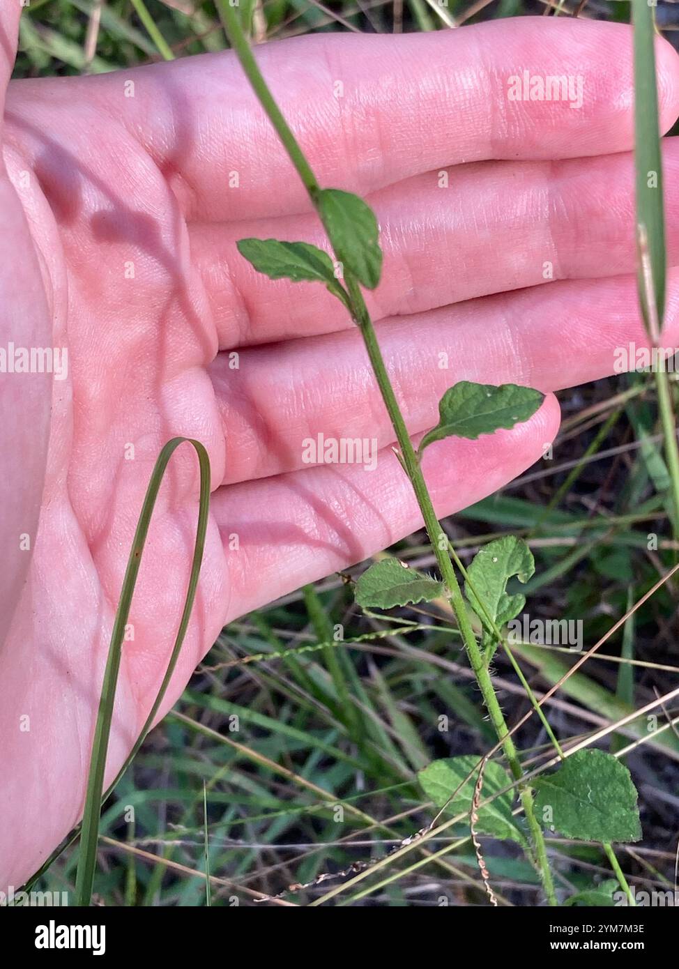 little ironweed (Cyanthillium cinereum Stock Photo - Alamy