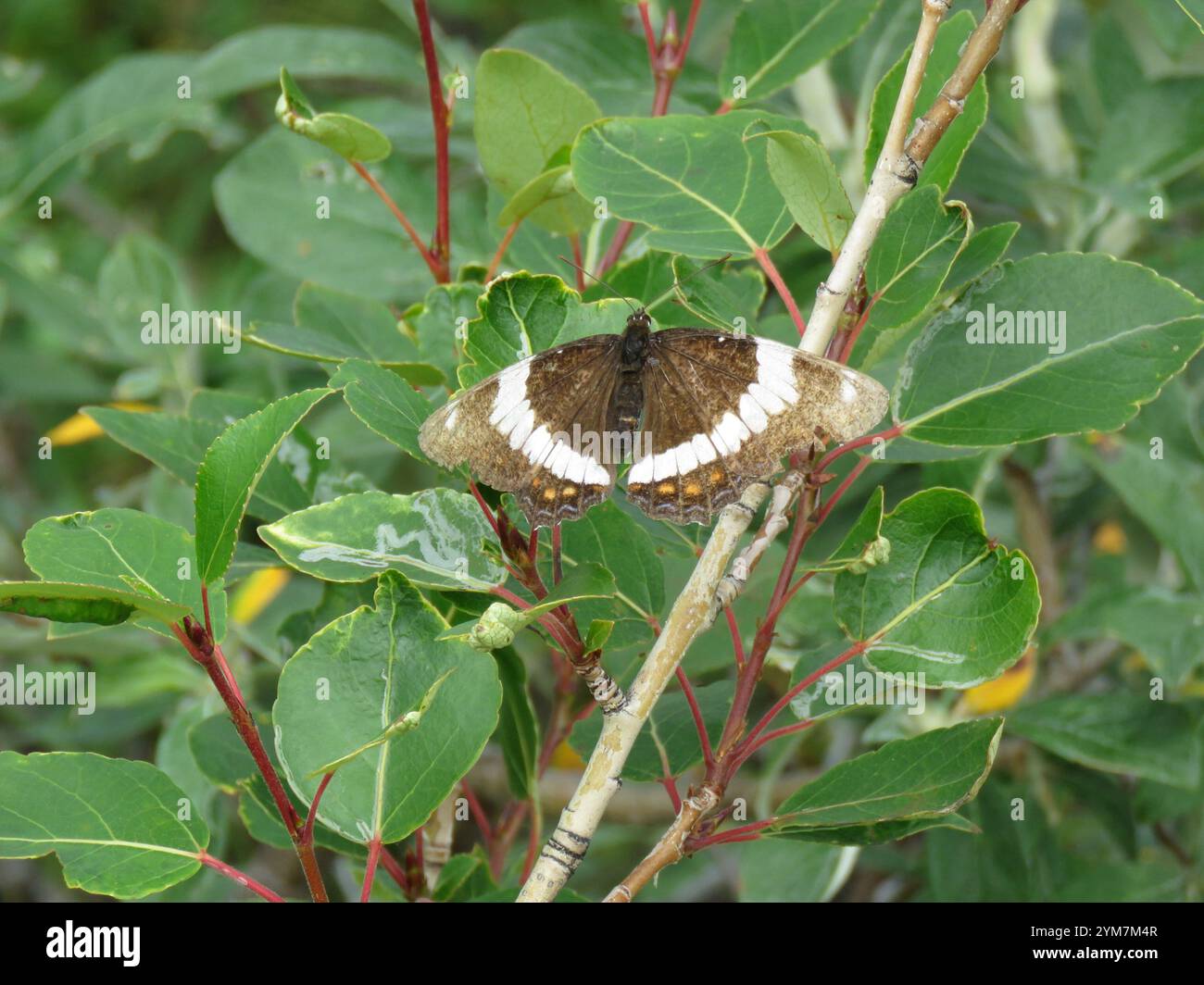 Western White Admiral (Limenitis arthemis rubrofasciata Stock Photo - Alamy