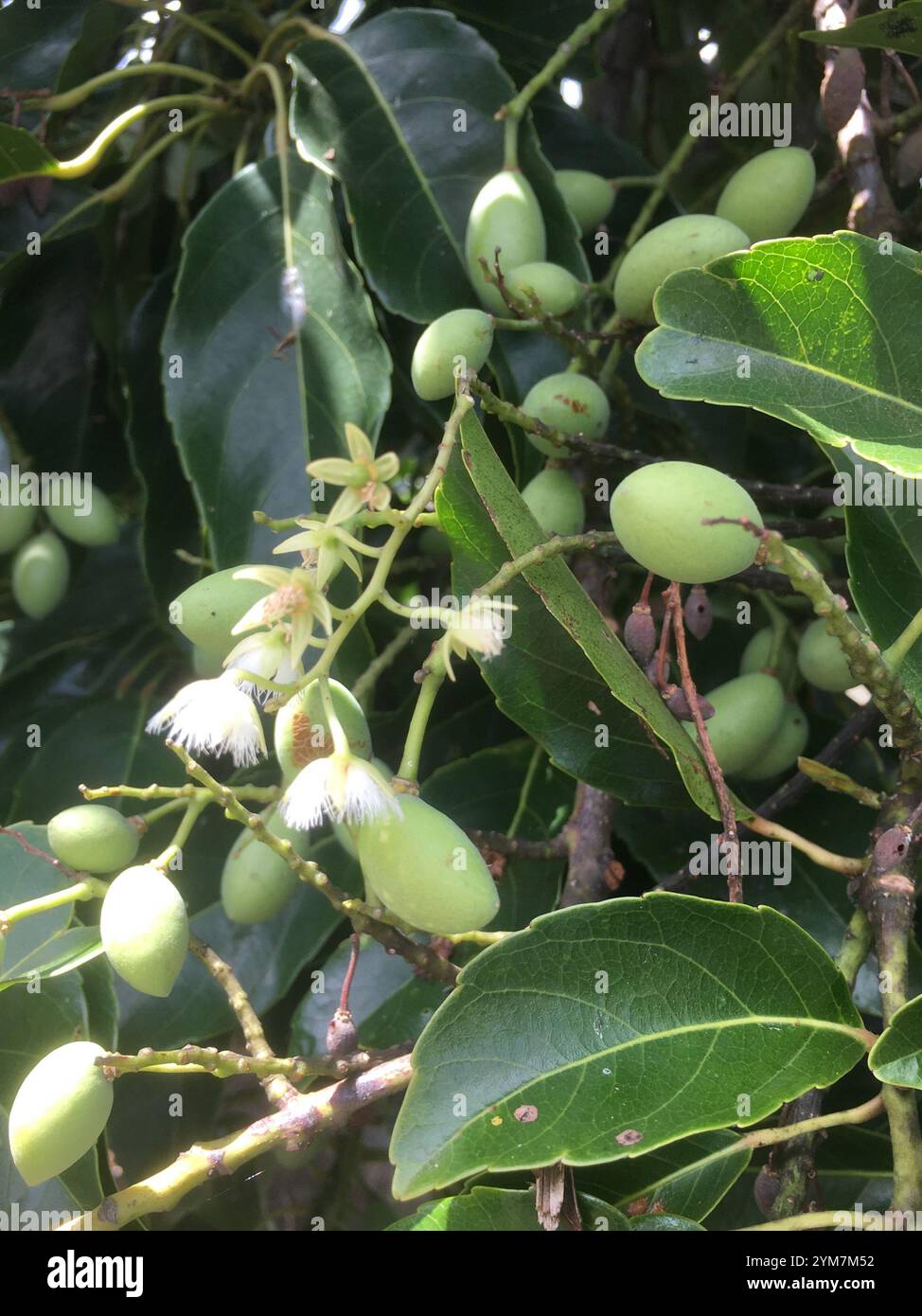 Ceylon olive (Elaeocarpus serratus Stock Photo - Alamy