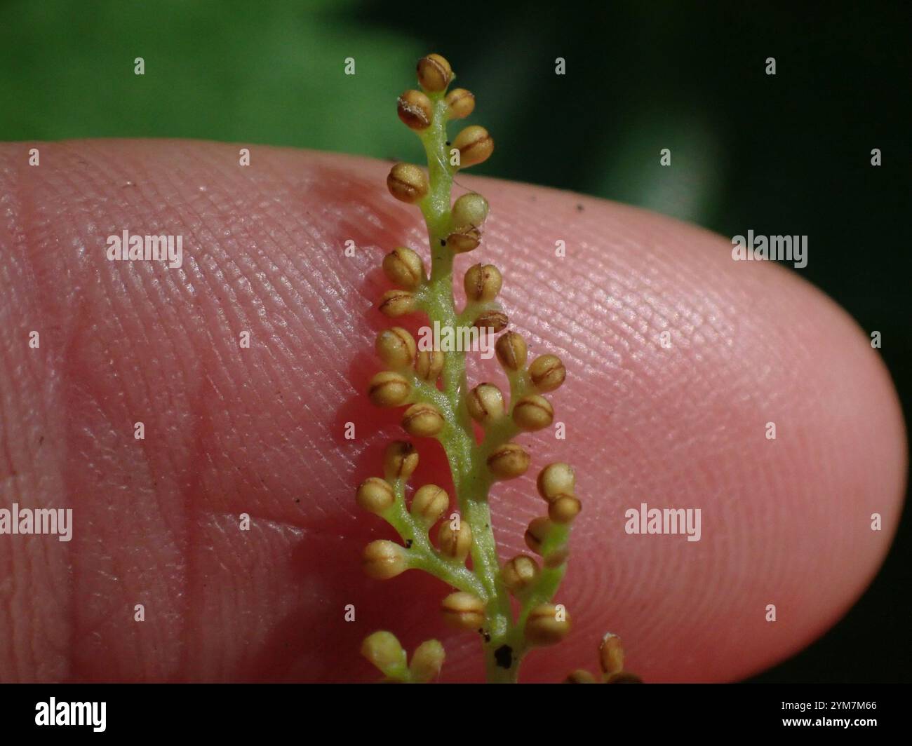 rattlesnake fern (Botrypus virginianus Stock Photo - Alamy