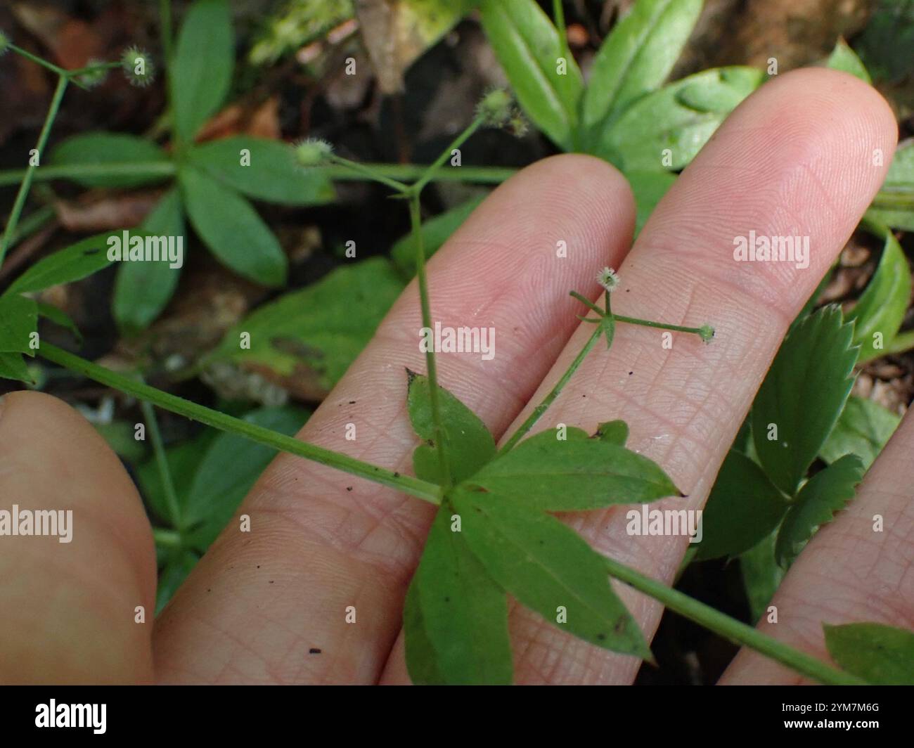 fragrant bedstraw (Galium triflorum Stock Photo - Alamy