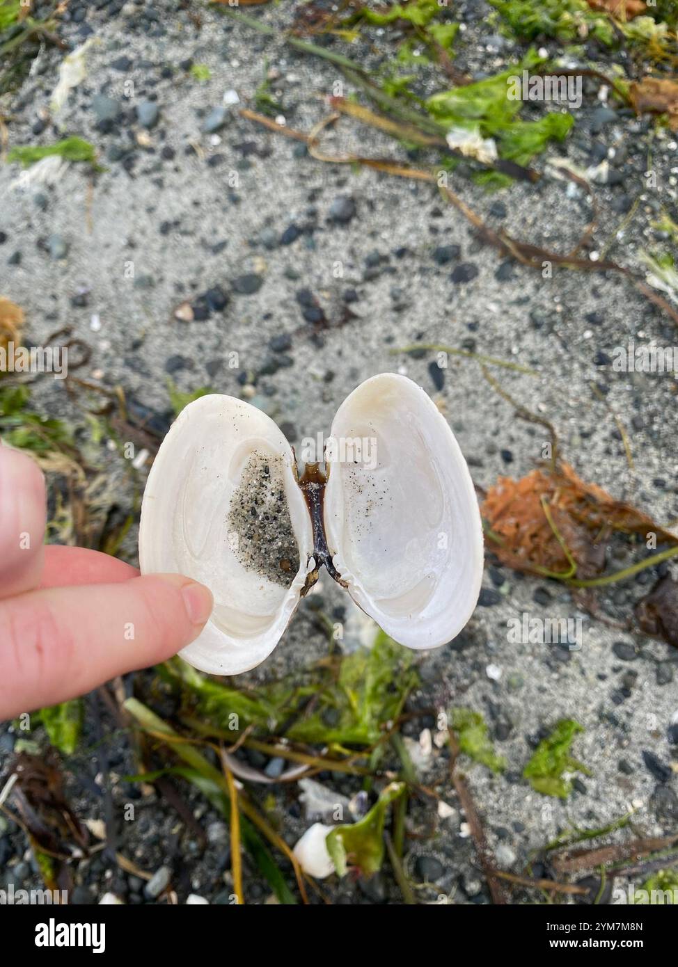 Venus clams veneridae hi-res stock photography and images - Alamy