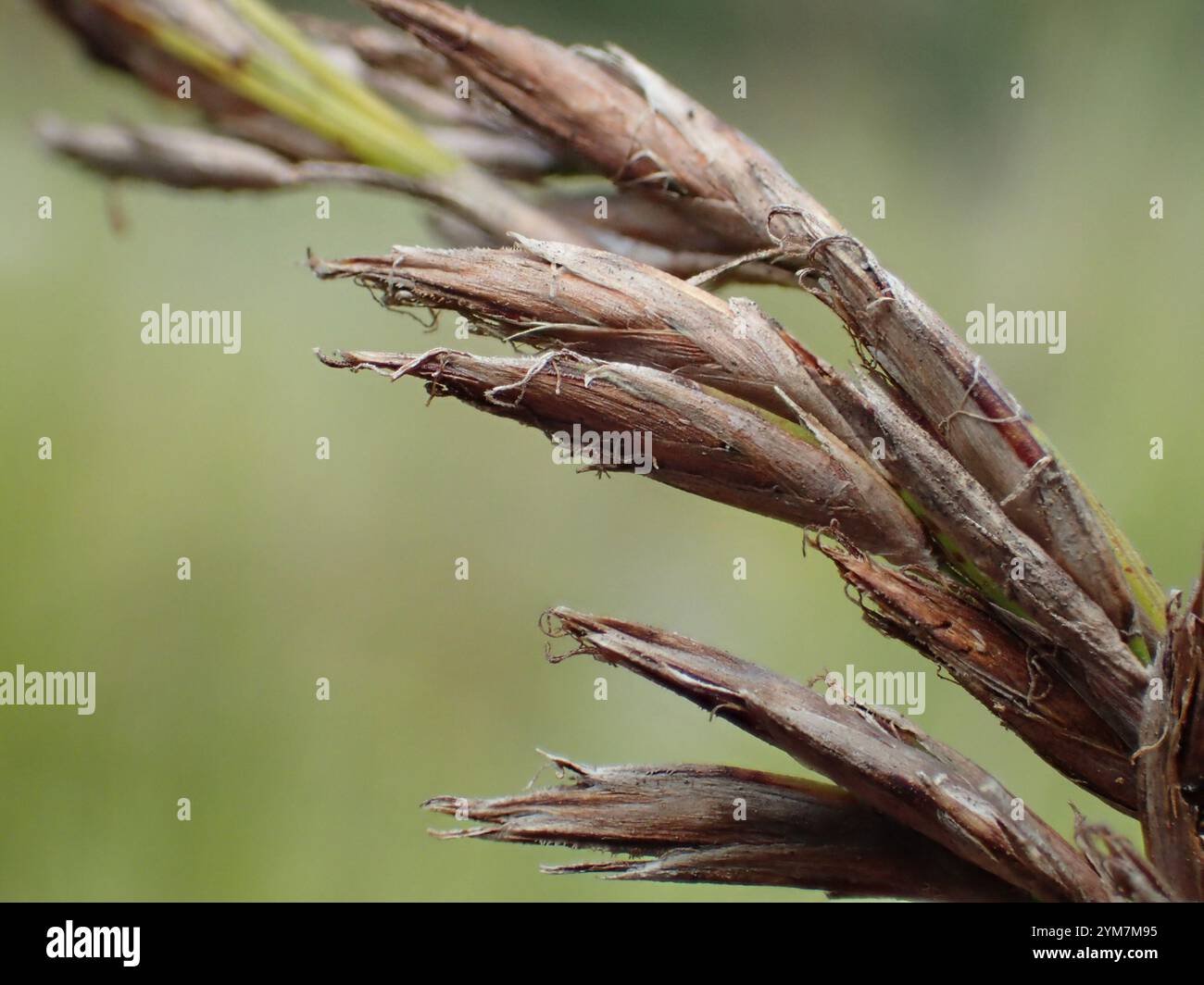 Schoenus falcatus hi-res stock photography and images - Alamy