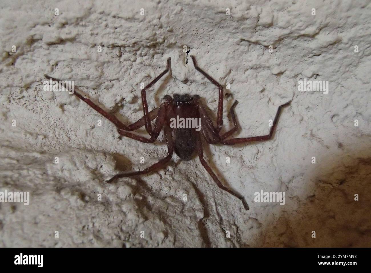 Badge Huntsman Spider (Neosparassus diana Stock Photo - Alamy