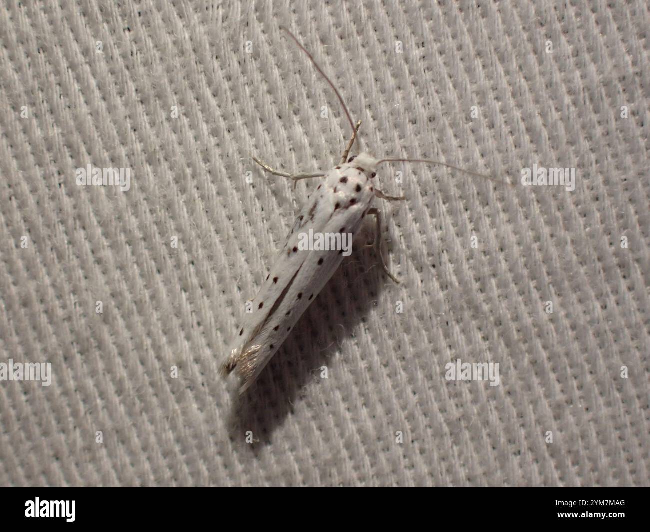 Small Ermine Moths (Yponomeuta Stock Photo - Alamy