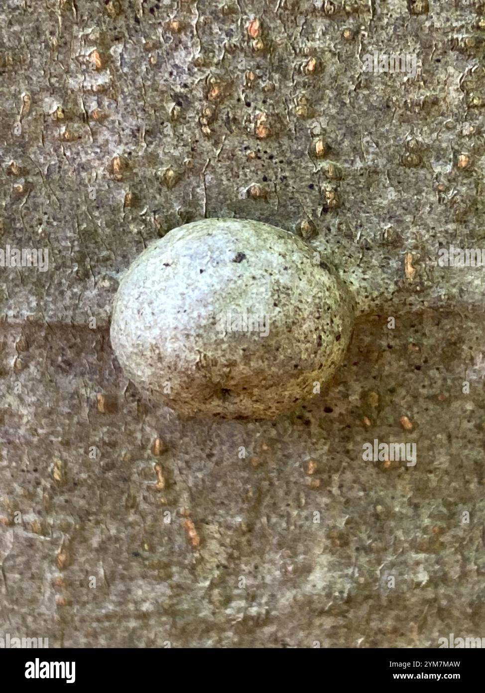 False Puffball (Reticularia lycoperdon Stock Photo - Alamy