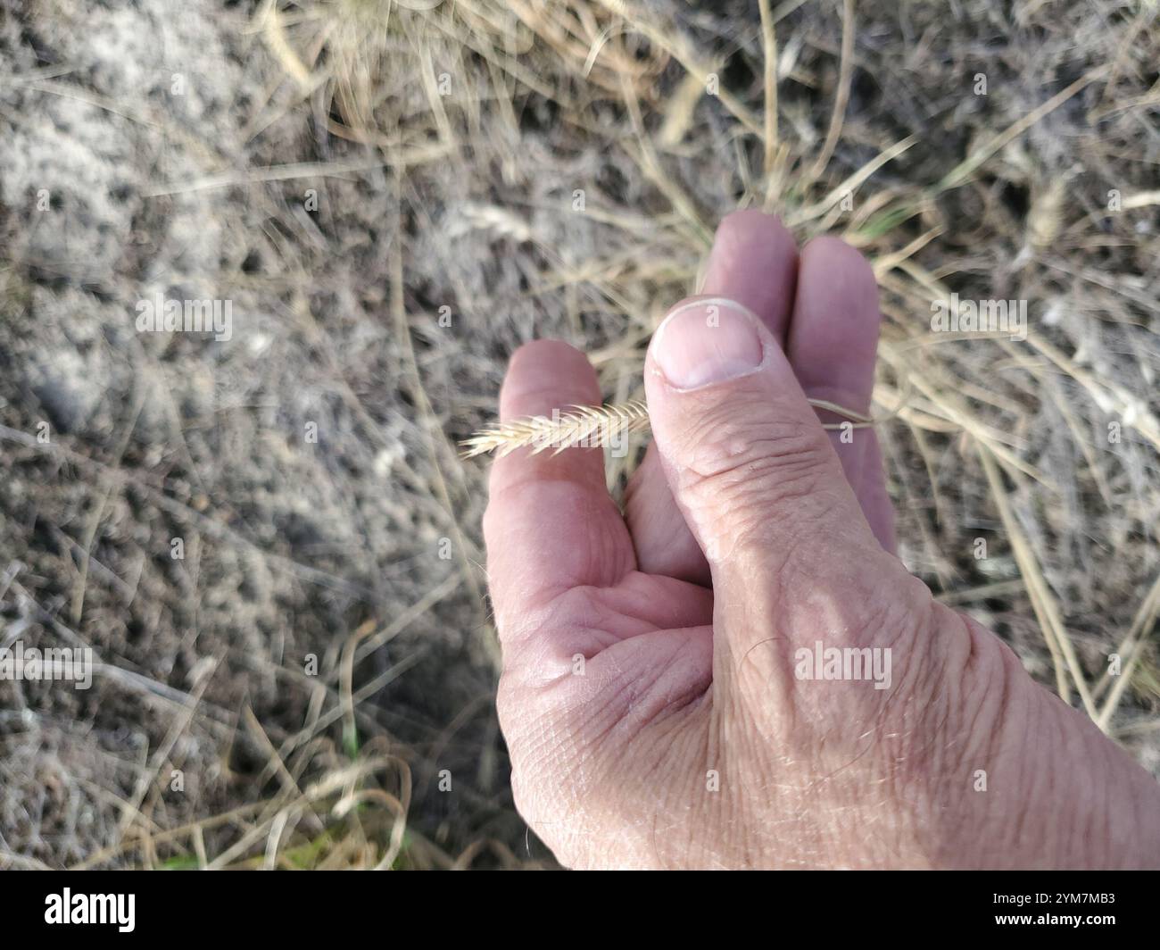 Crested Wheatgrass (Agropyron cristatum Stock Photo - Alamy