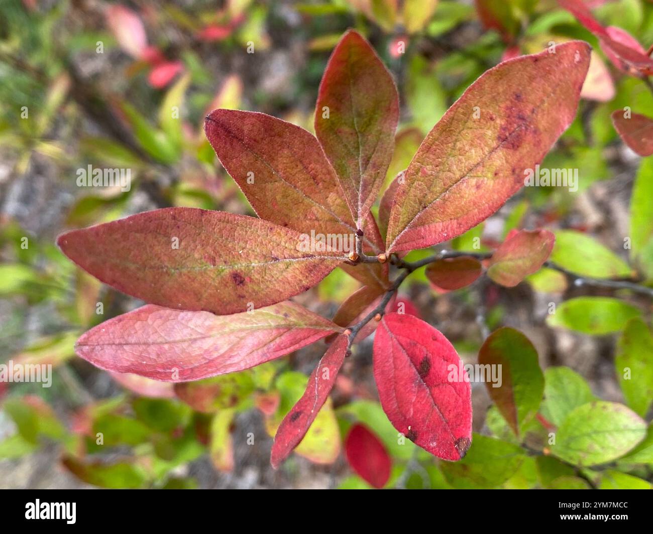 black huckleberry (Gaylussacia baccata Stock Photo - Alamy