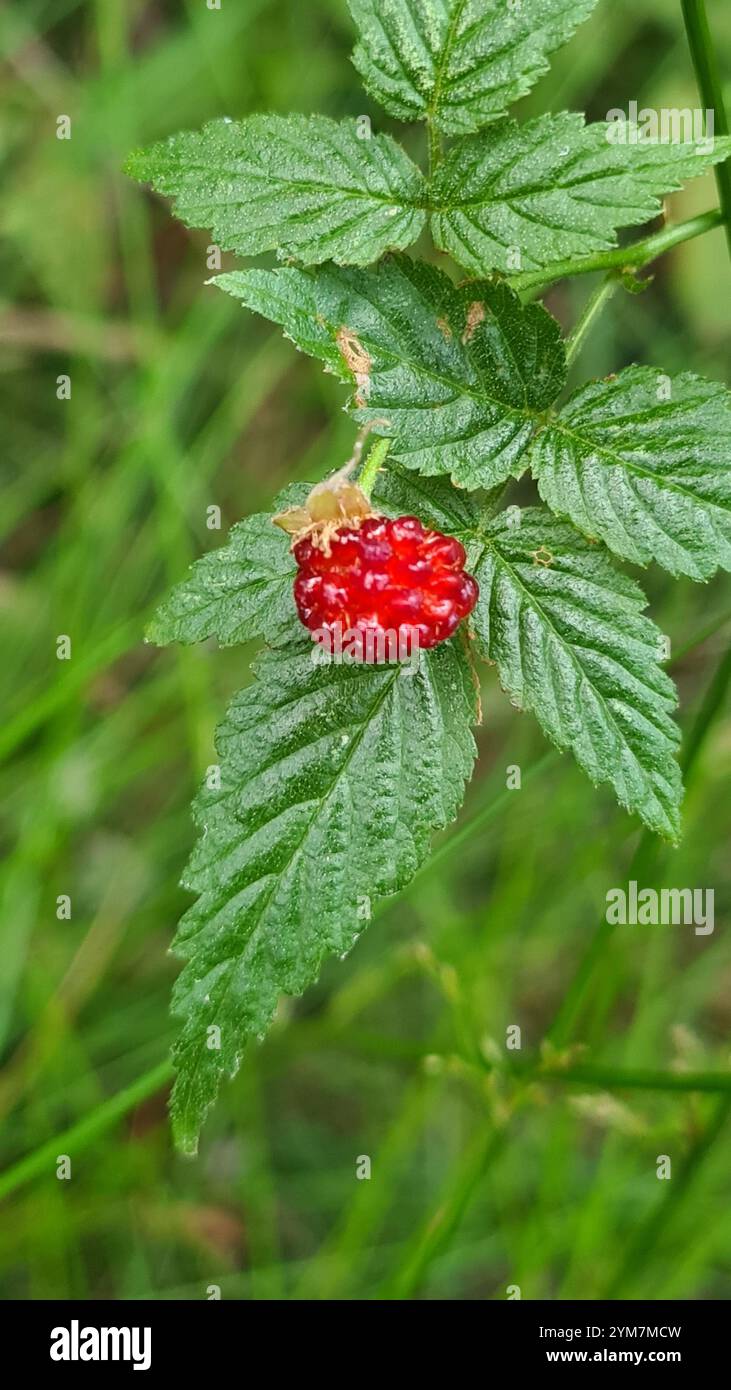 roseleaf bramble (Rubus rosifolius Stock Photo - Alamy