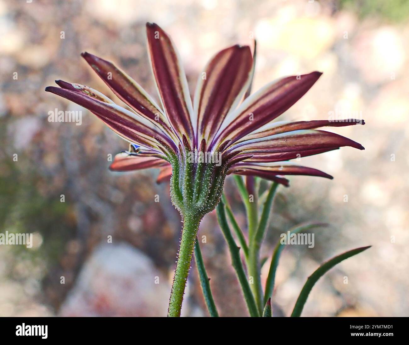 Mountain Rain Daisy (Dimorphotheca montana Stock Photo - Alamy