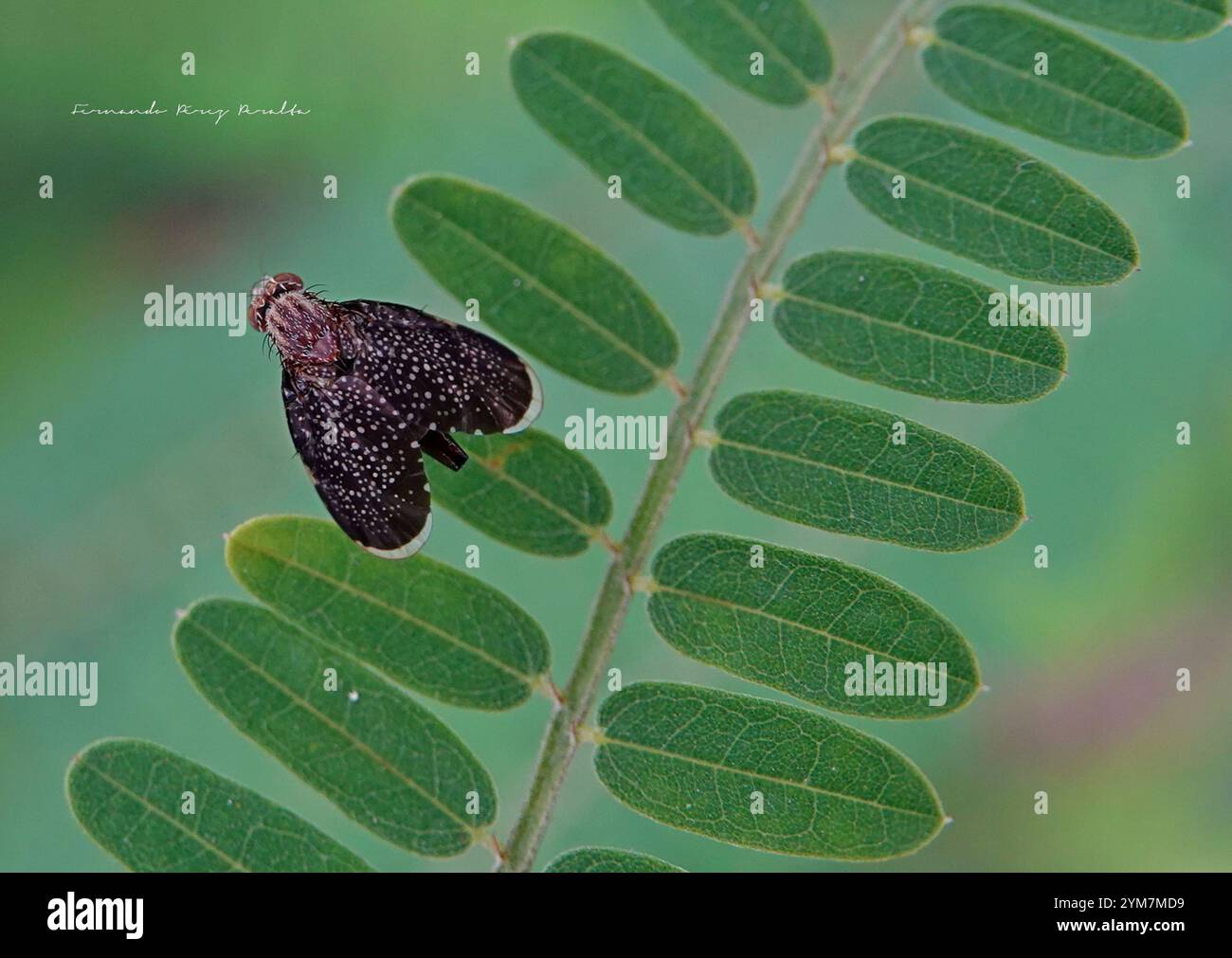 Eutreta hi-res stock photography and images - Alamy