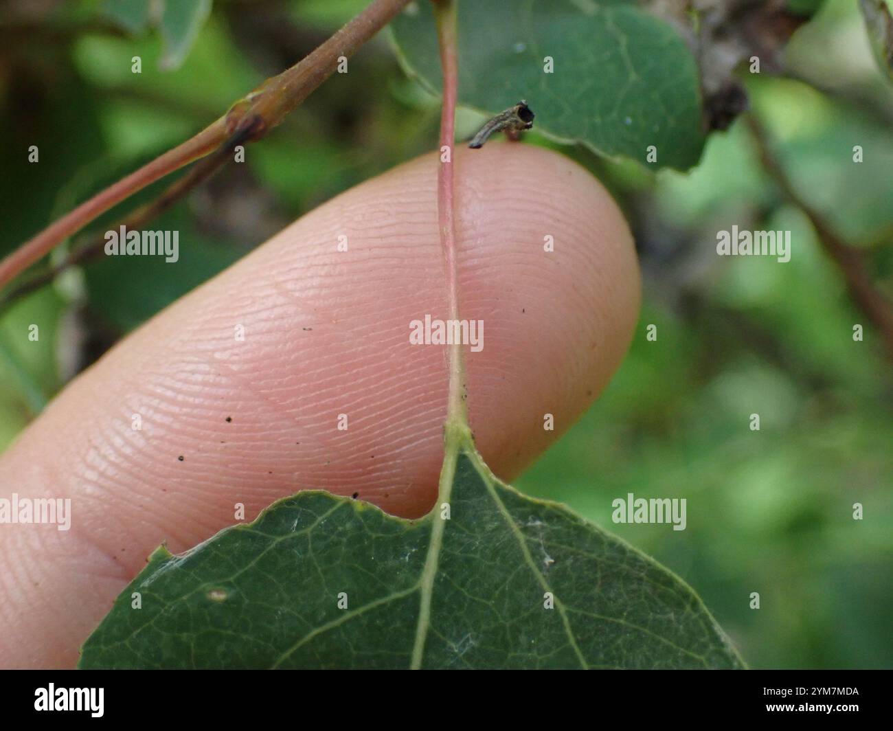 trembling aspen (Populus tremuloides Stock Photo - Alamy