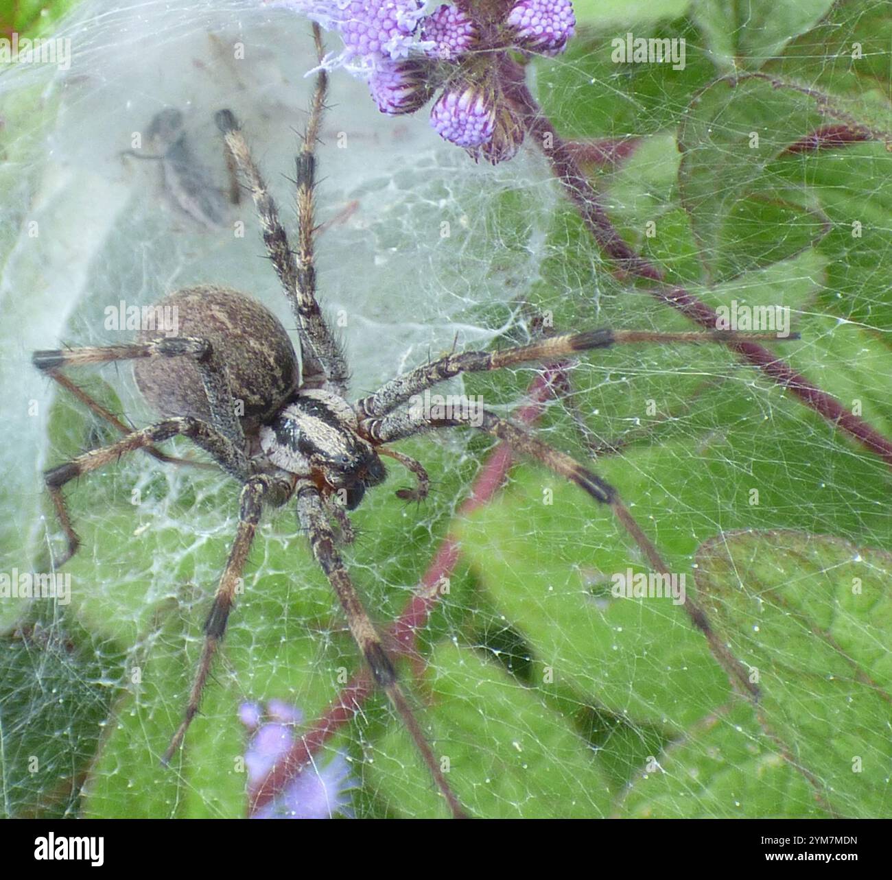 Grass Spiders (Agelenopsis Stock Photo - Alamy