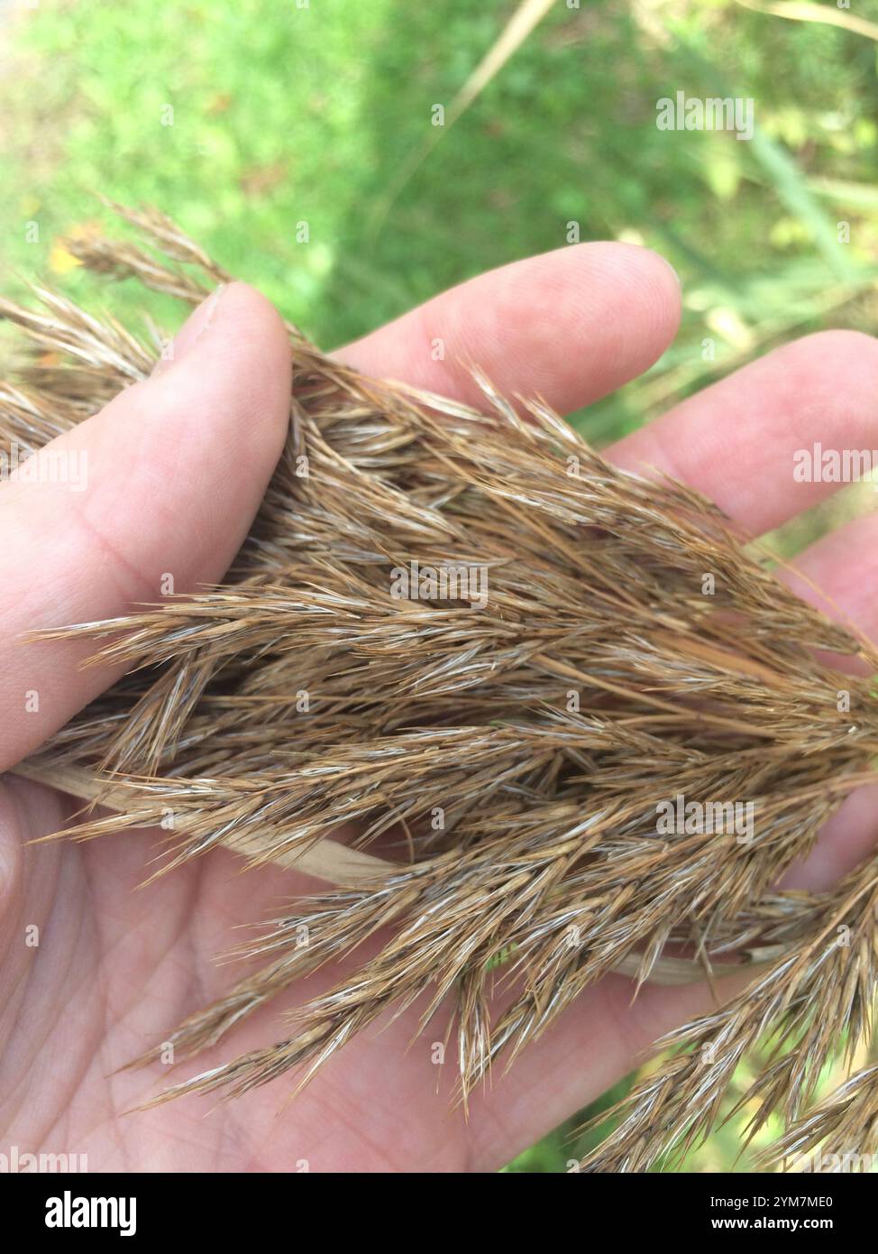 European reed (Phragmites australis australis Stock Photo - Alamy