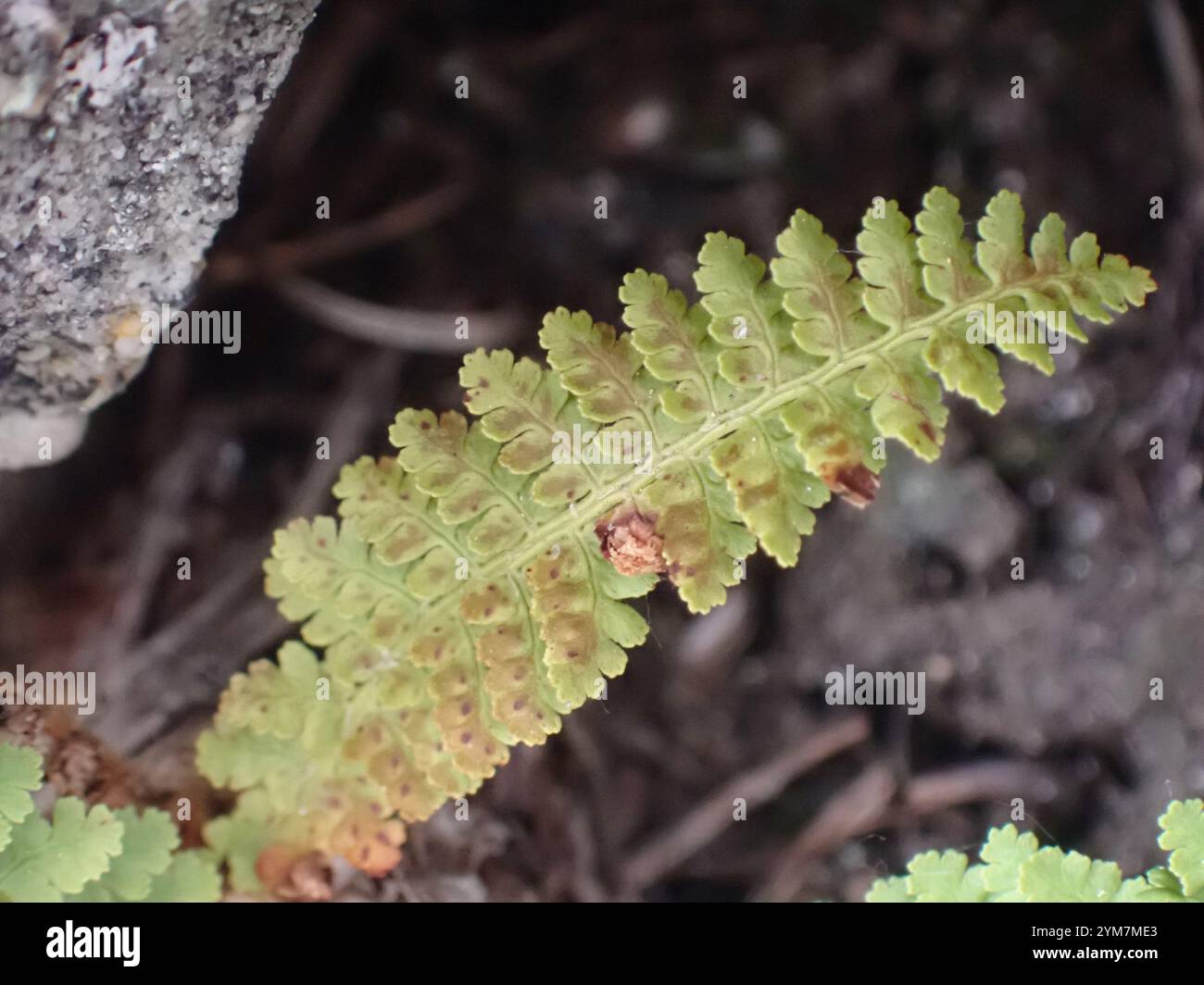 fragrant wood fern (Dryopteris fragrans Stock Photo - Alamy