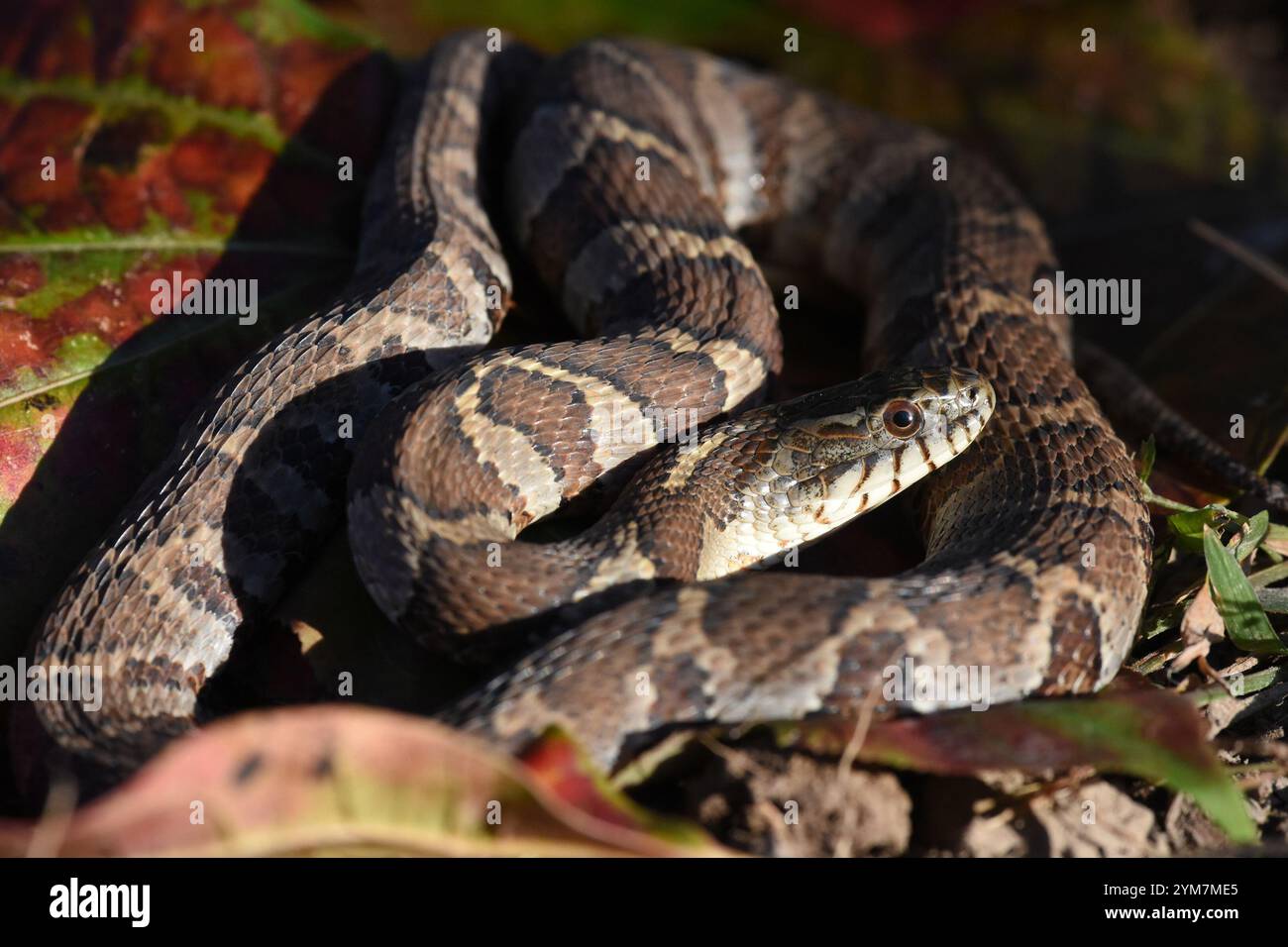 Northern Watersnake (Nerodia sipedon sipedon Stock Photo - Alamy