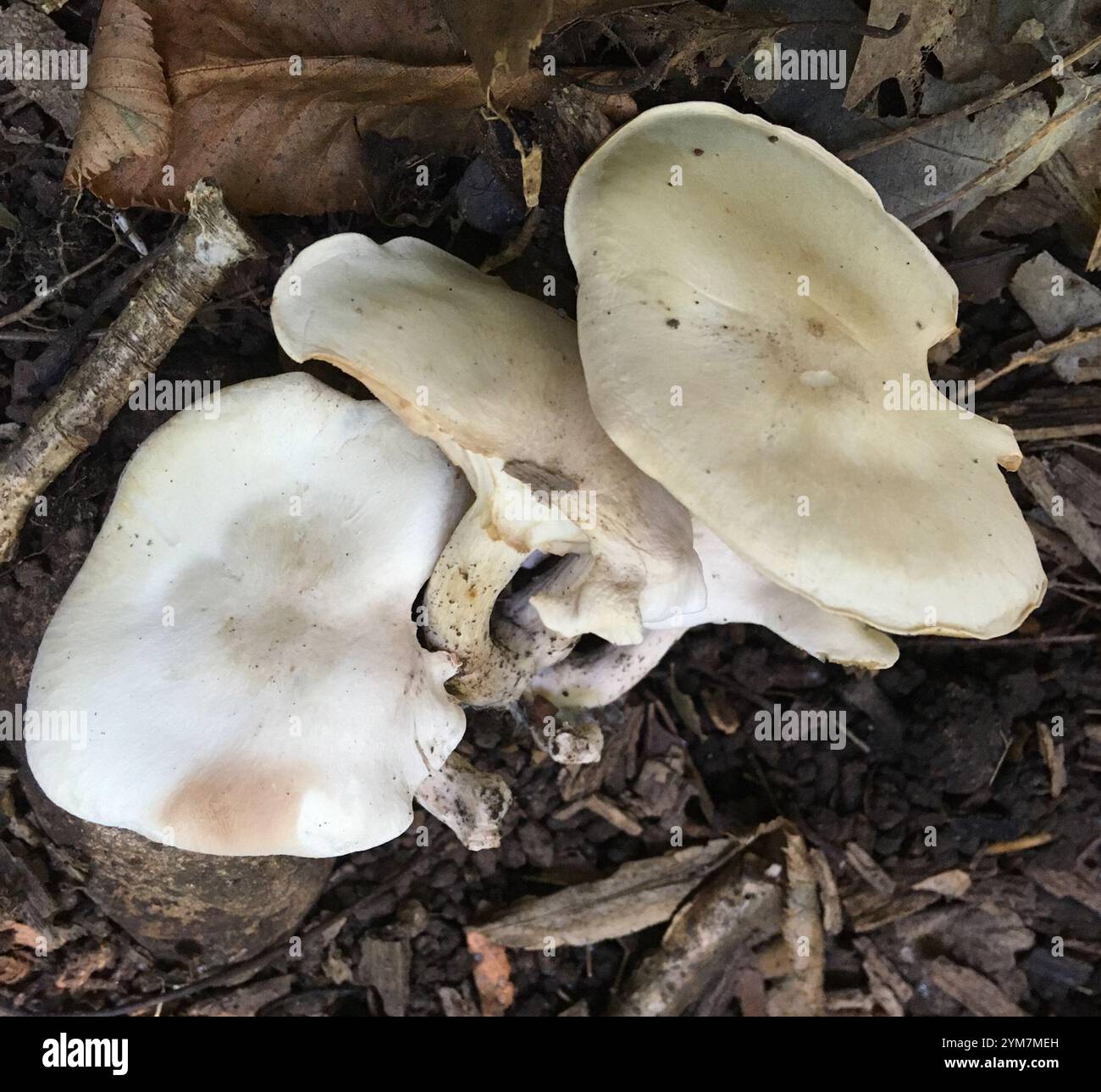clustered clitocybe (Lepista subconnexa Stock Photo - Alamy