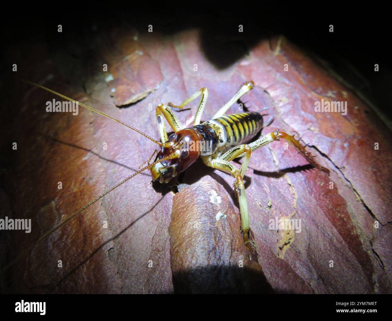 Wellington Tree Wētā (Hemideina crassidens Stock Photo - Alamy