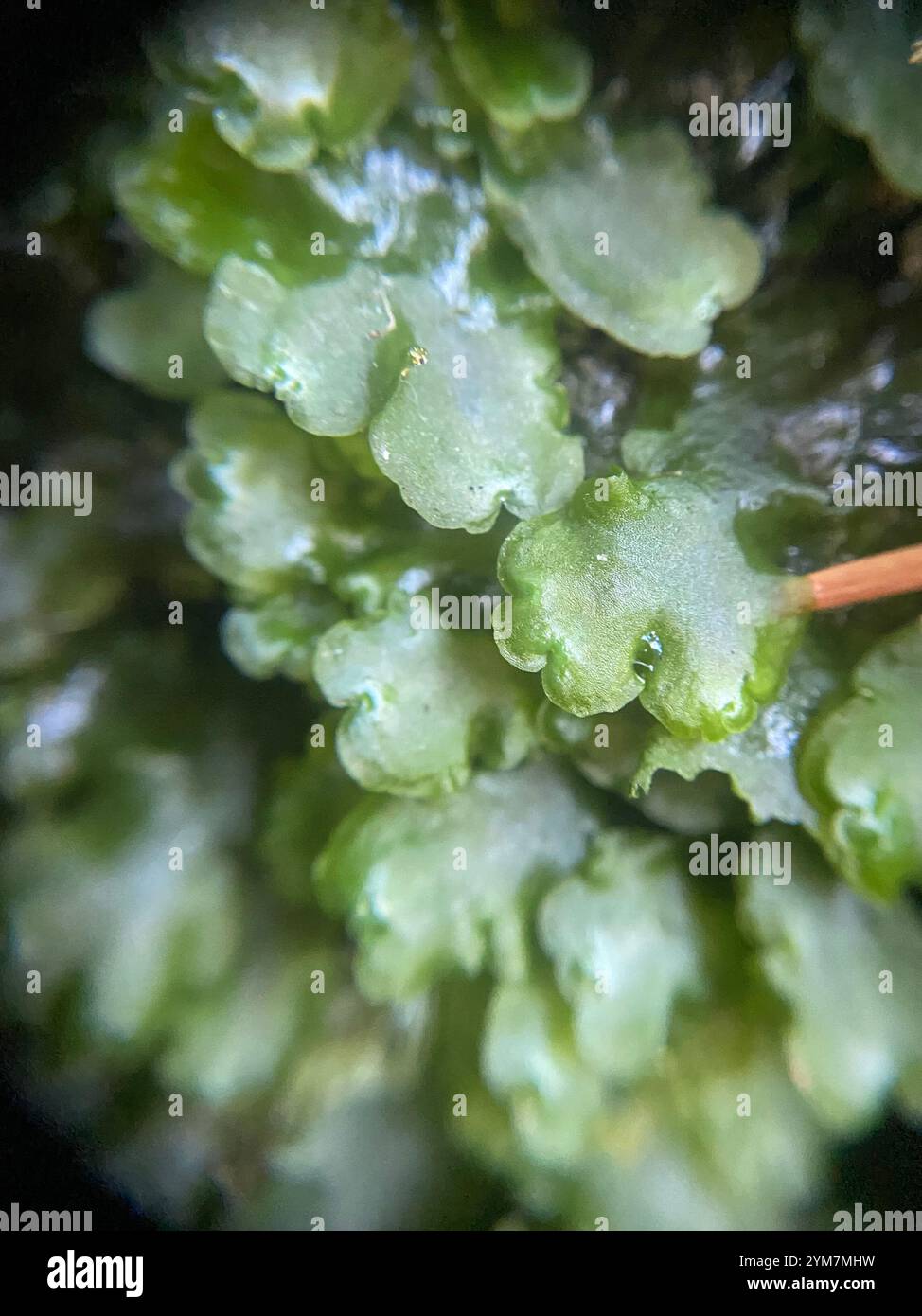 Ring Pellia (Pellia neesiana Stock Photo - Alamy