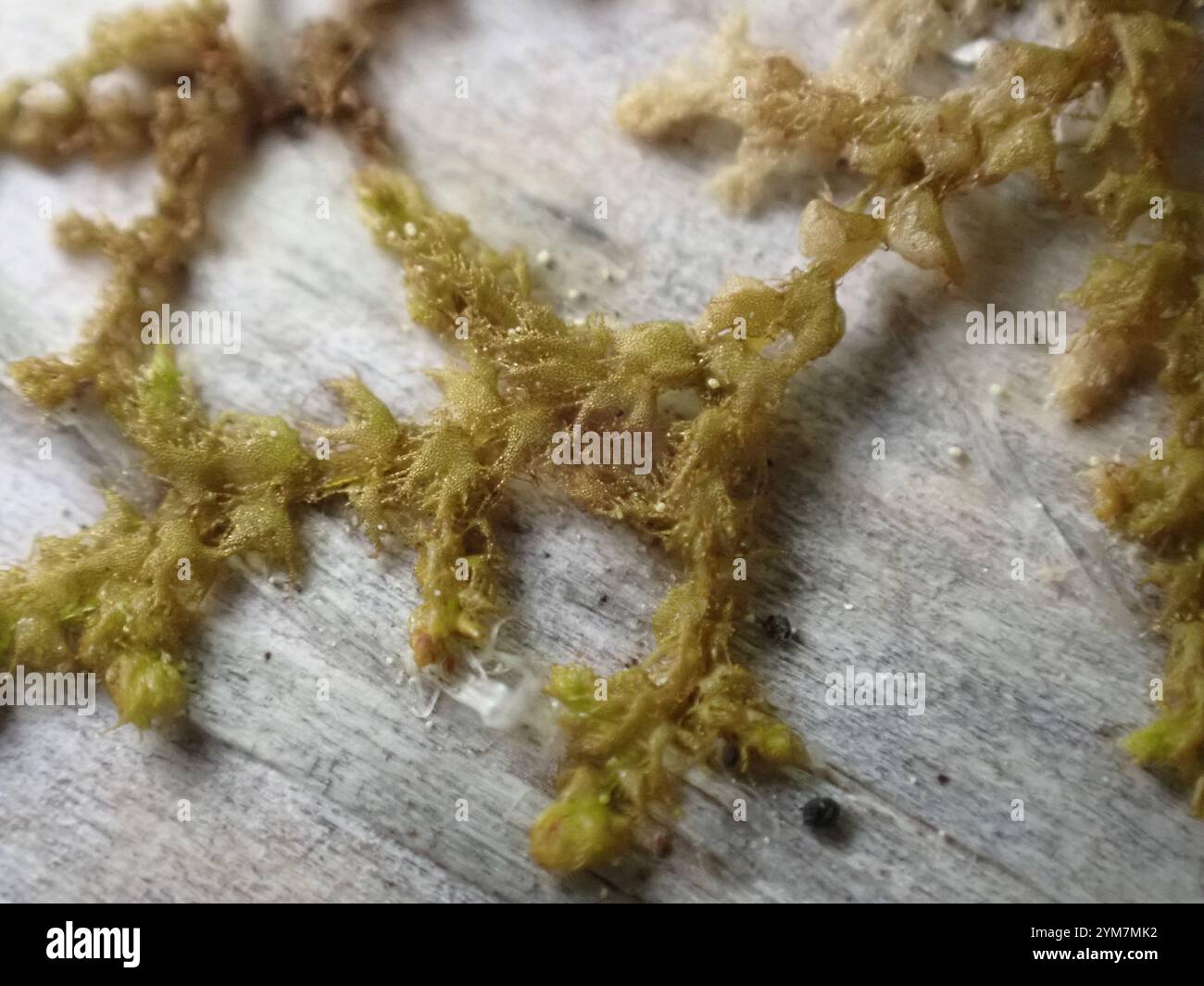 Tree Fringewort (Ptilidium pulcherrimum Stock Photo - Alamy
