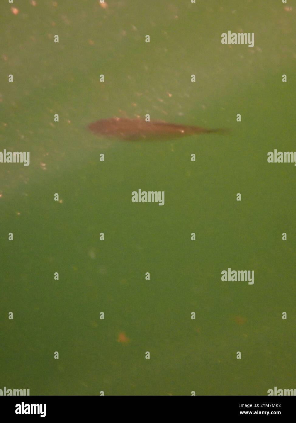 Shiner Surfperch (Cymatogaster aggregata Stock Photo - Alamy