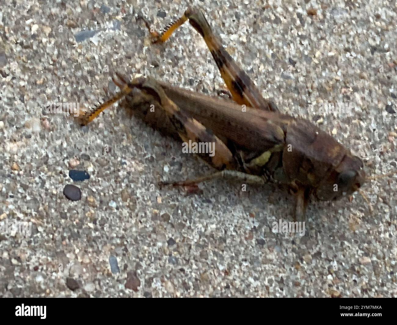 Ponderous Spur-throat Grasshopper (Melanoplus ponderosus Stock Photo ...