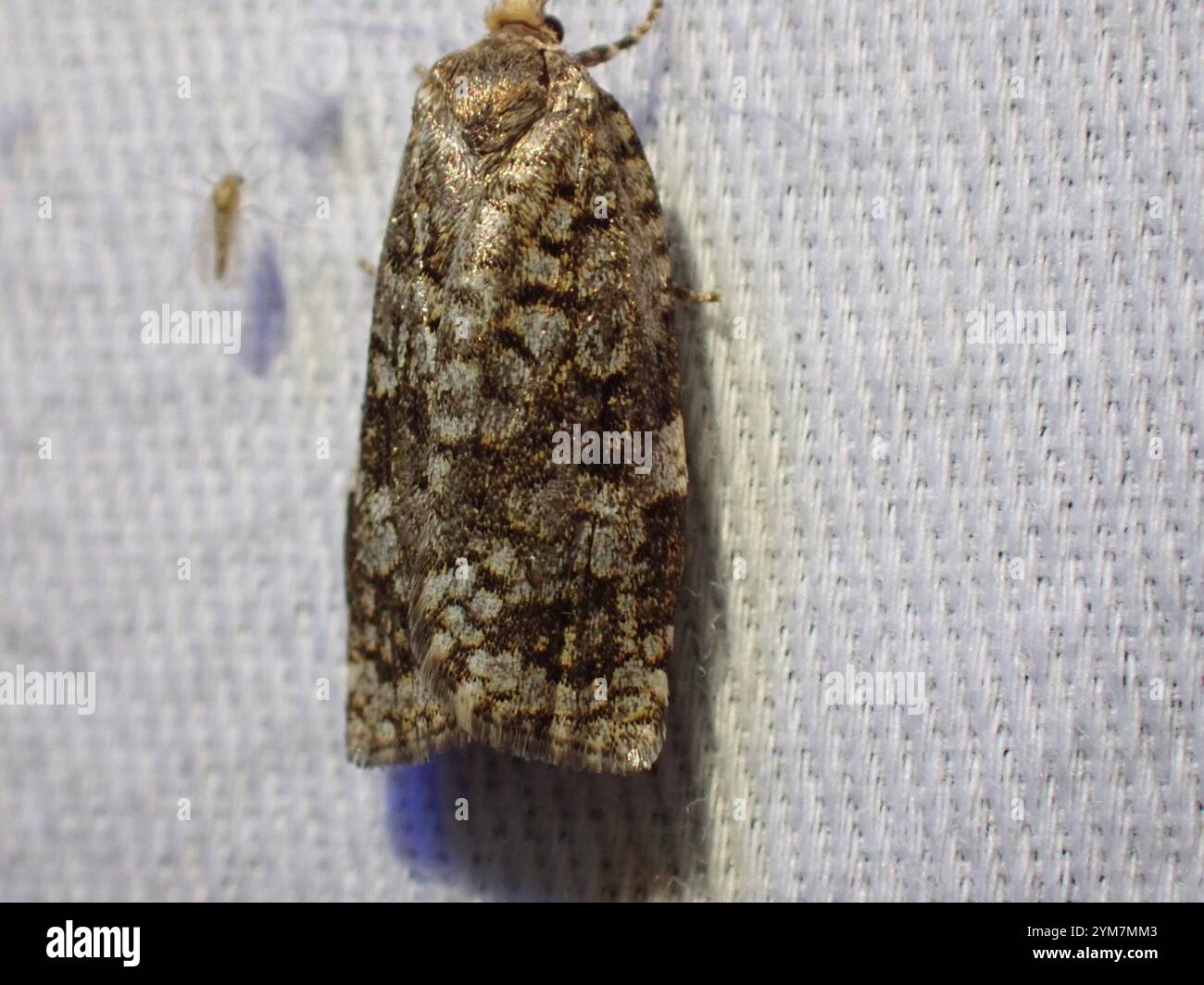 Western Spruce Budworm Moth (Choristoneura occidentalis Stock Photo - Alamy