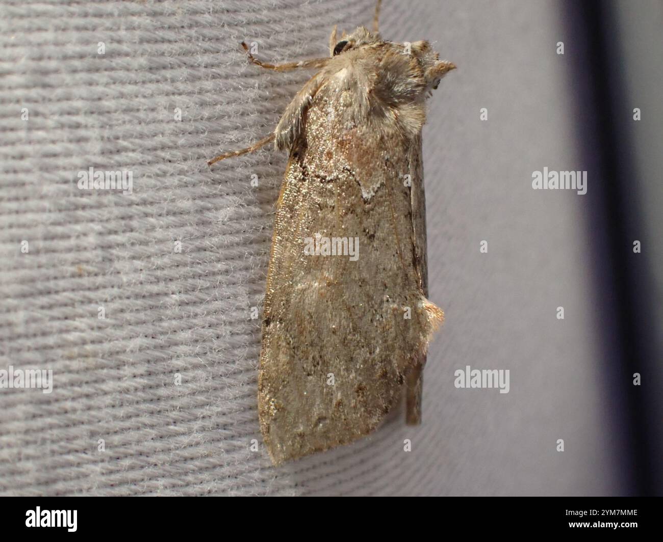 Tufted Thyatirine Moth (Pseudothyatira cymatophoroides Stock Photo - Alamy