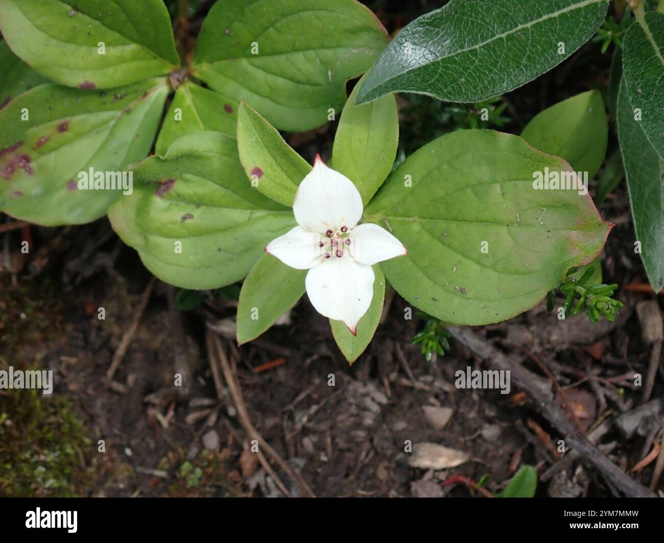 Canadian bunchberry (Cornus canadensis Stock Photo - Alamy