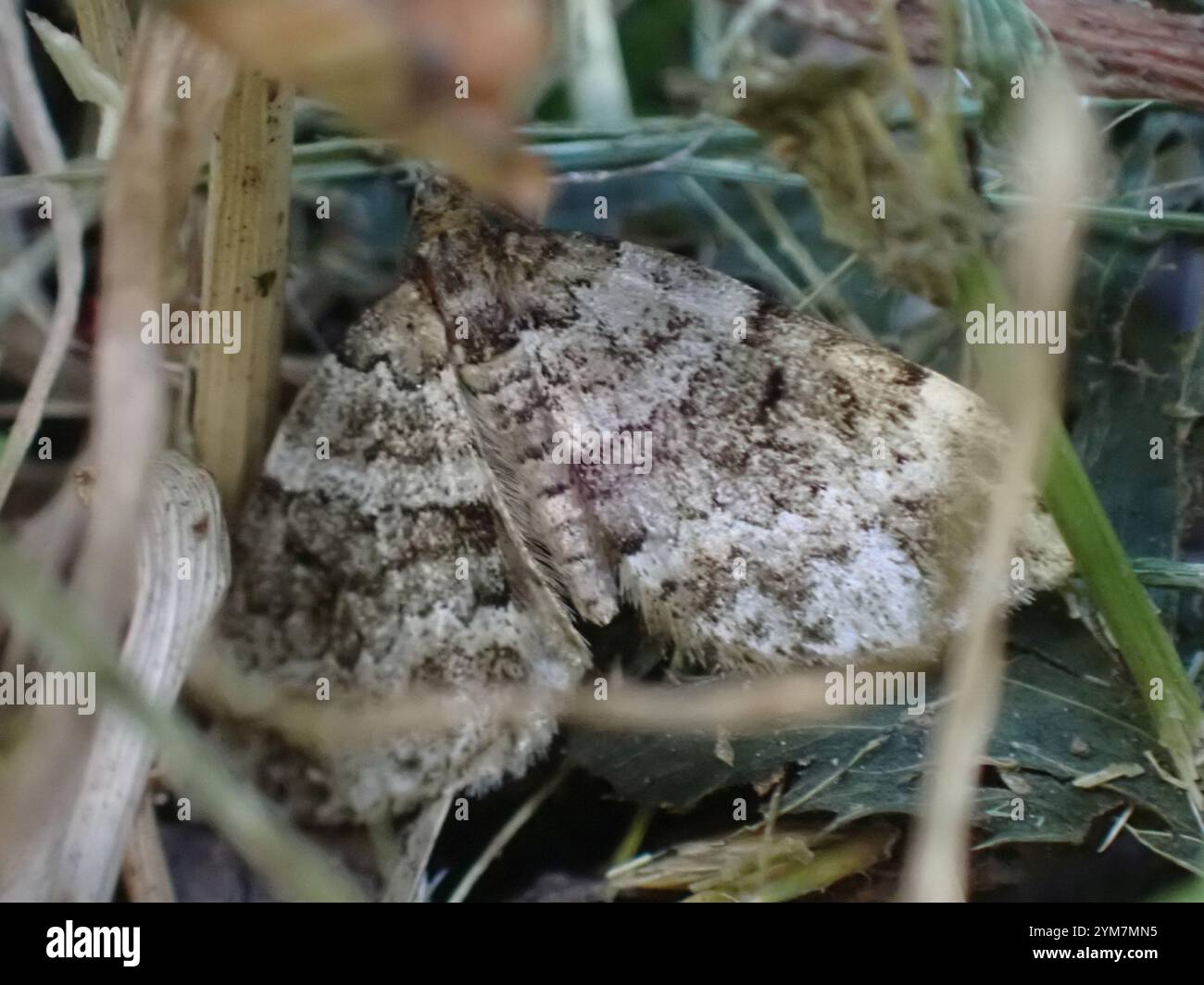 Carpet Moths (Larentiinae Stock Photo - Alamy