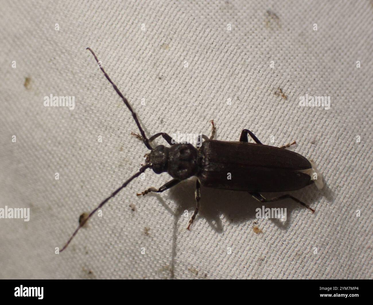Pitted Longhorn Beetle (Arhopalus foveicollis Stock Photo - Alamy