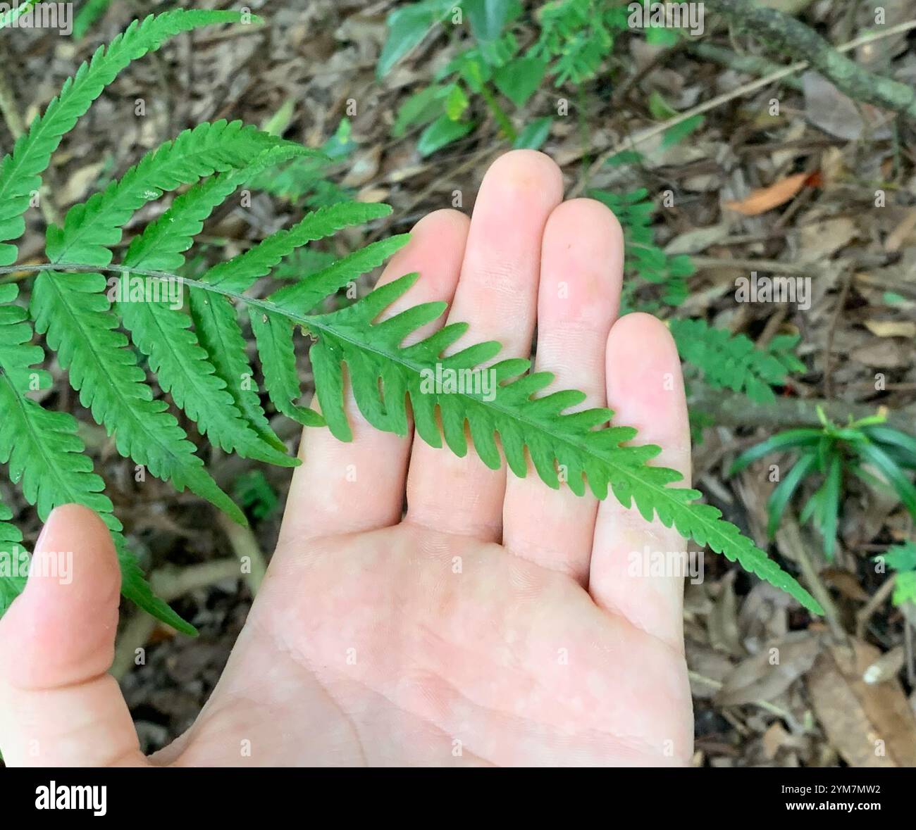 Soft Fern (Christella dentata Stock Photo - Alamy