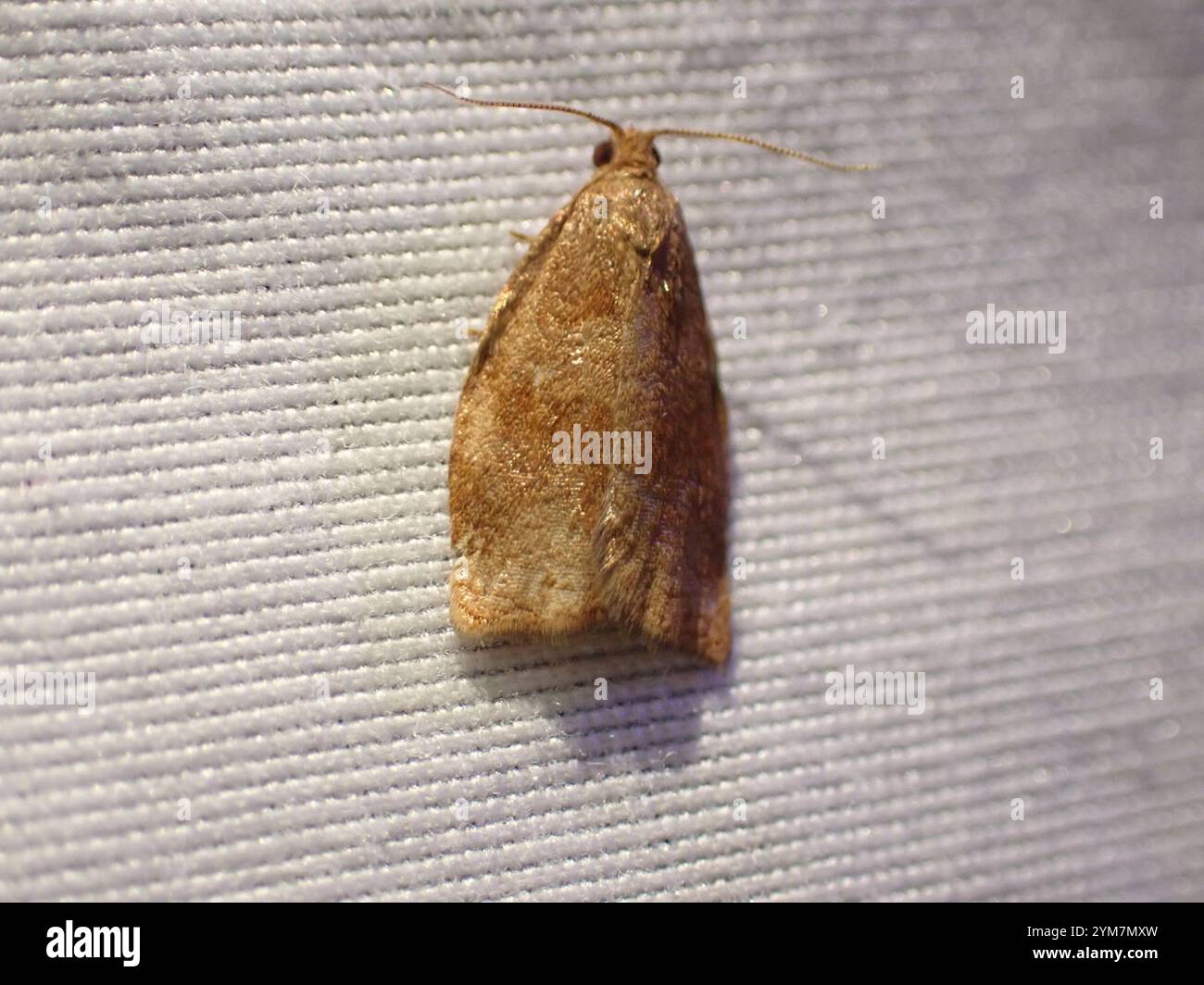 Rose Tortrix Moth (Archips rosana Stock Photo - Alamy