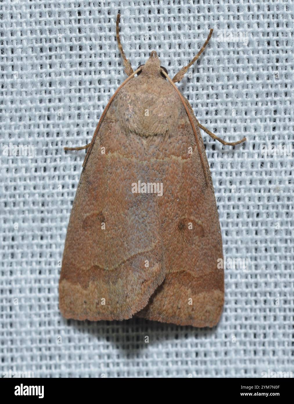 Common Oak Moth (Phoberia atomaris Stock Photo - Alamy