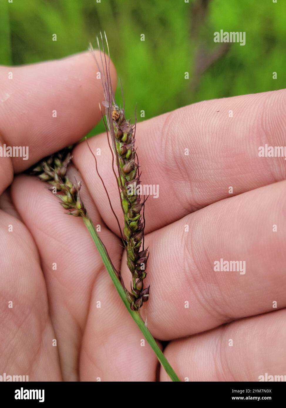 Barnyard Grasses (Echinochloa Stock Photo - Alamy